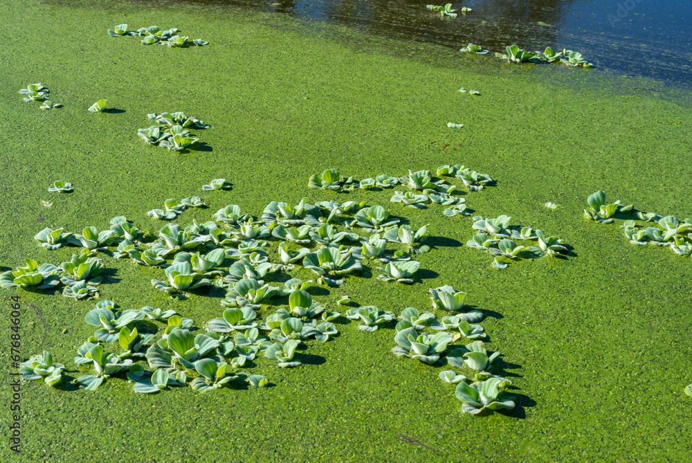 Pistia stratiotes - swims among aquatic plants rootless duckweed ...