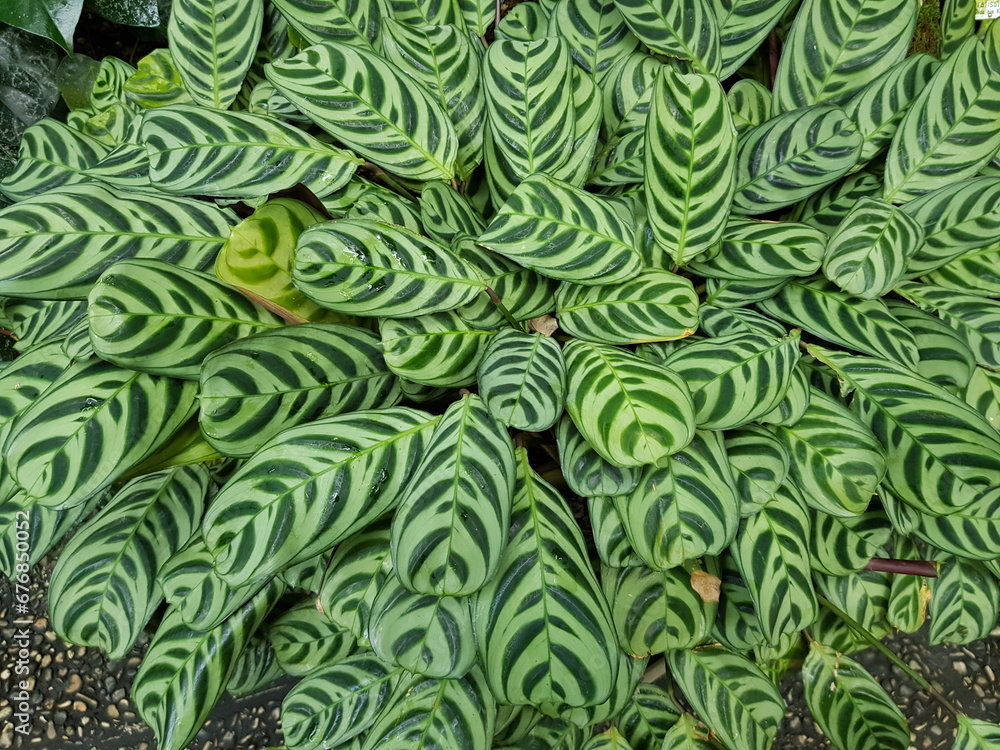 Stromanthe amabilis is a genus of flowering plants in the family ...