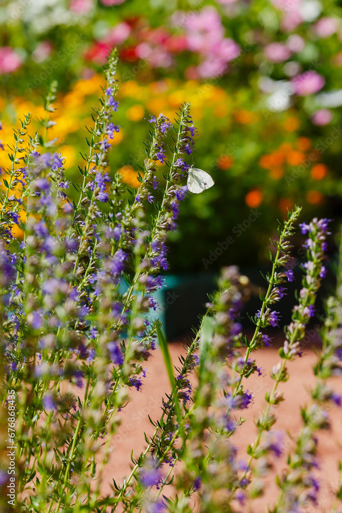 Medicinal hyssop ( lat. Hyssopus officinalis ) is a medicinal plant in ...