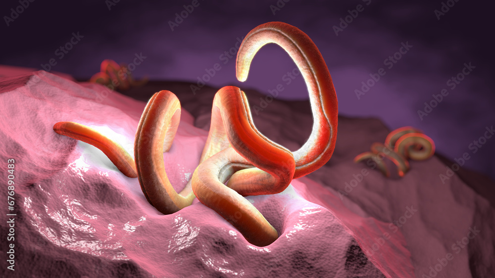 Single twisted nematode inside intestine on a black background - 3d ...