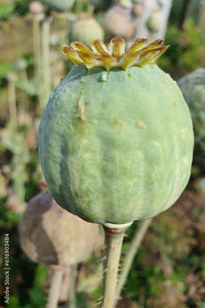 Ripening poppy, the fruit of Papaver somniferum - breadseed poppy ...