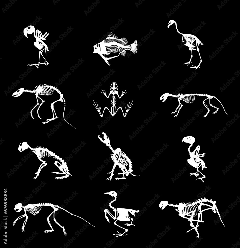 Animal skeleton set vector silhouette illustration isolated. Bird ...