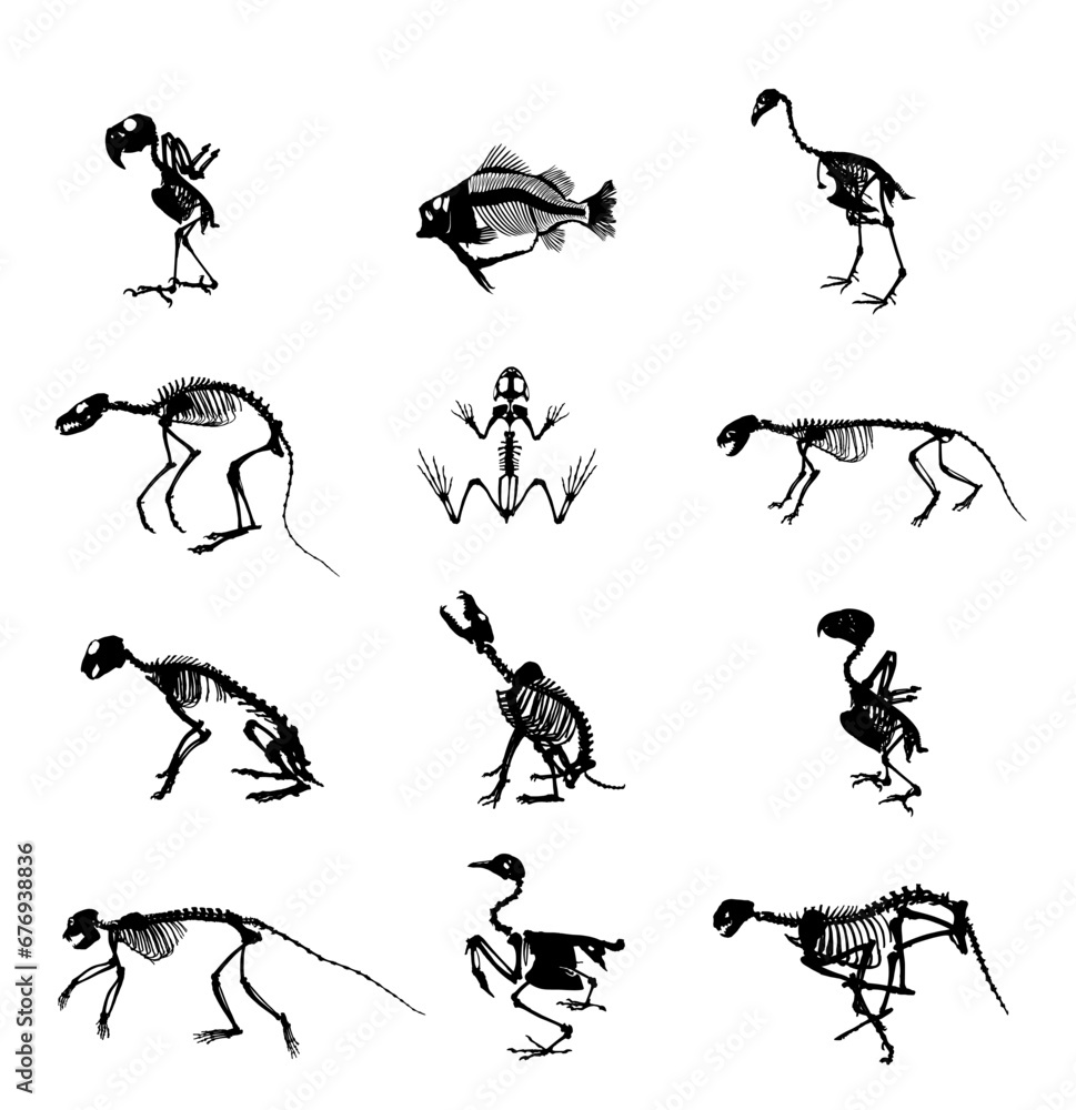 Animal skeleton set vector silhouette illustration isolated. Bird ...