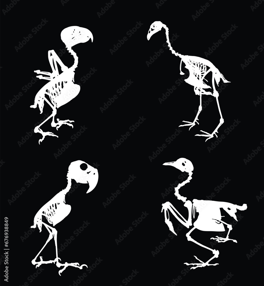 Bird skeleton set vector silhouette illustration isolated. Animal ...