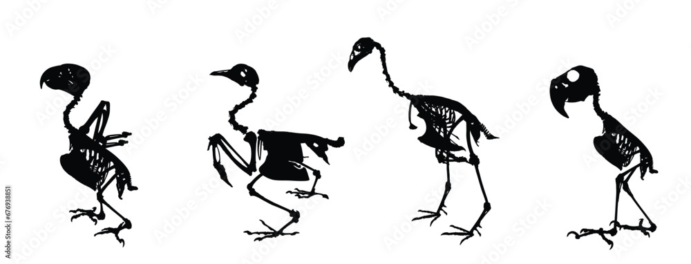 Bird skeleton set vector silhouette illustration isolated. Animal ...