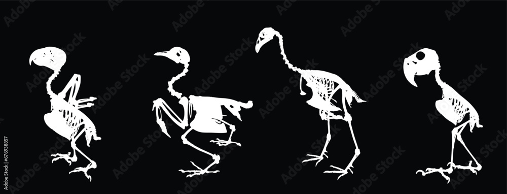 Bird skeleton set vector silhouette illustration isolated. Animal ...