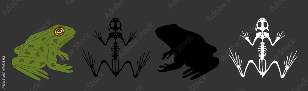 ZabGreen frog skeleton vector silhouette illustration isolated on black ...