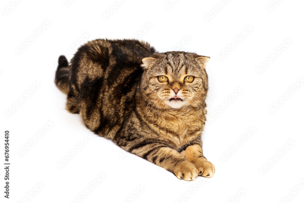 Funny cat. Dissatisfied cat. The cat is making a face. The cat ...