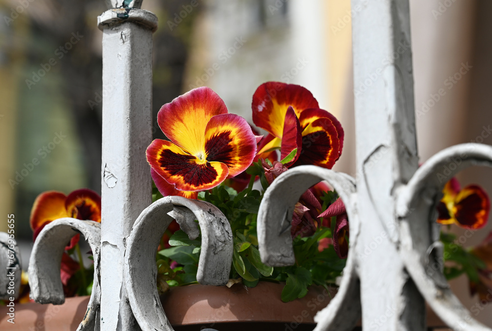 Beautiful bright heartsease pansies flowers in vibrant purple, violet ...
