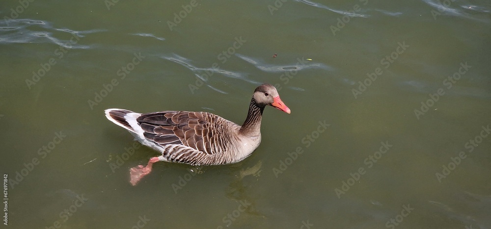 Anser is a waterfowl genus that includes the grey geese and the white ...