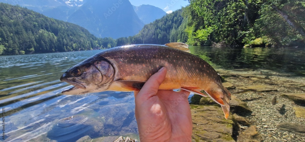 Arctic char or Arctic charr is a cold-water fish in the family ...