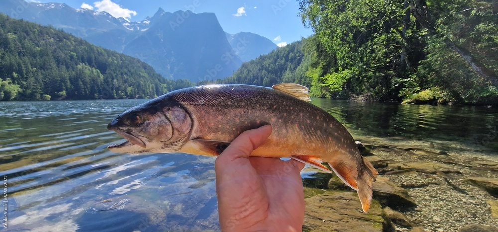 Arctic char or Arctic charr is a cold-water fish in the family ...