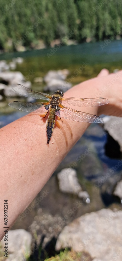 A dragonfly, a marvel of the insect world, graces the air with its ...