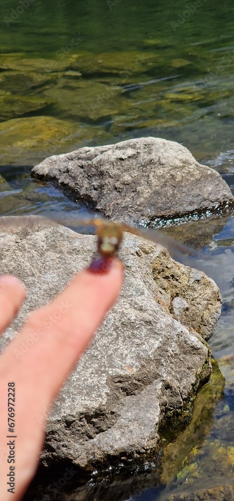 A dragonfly, a marvel of the insect world, graces the air with its ...