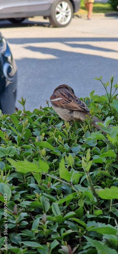 house sparrow is a bird of the sparrow family Passeridae, found in most ...