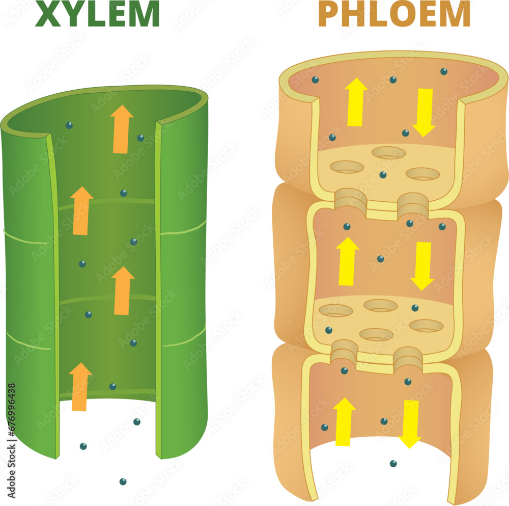 Plakát Differences of Xylem and Phloem illustration – Obraz na Zeď ...