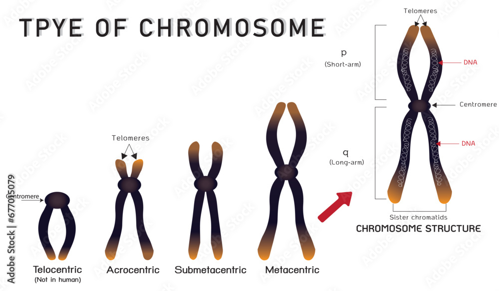 Type of Chromosome and chromosome structure. Stock Vector | Adobe Stock