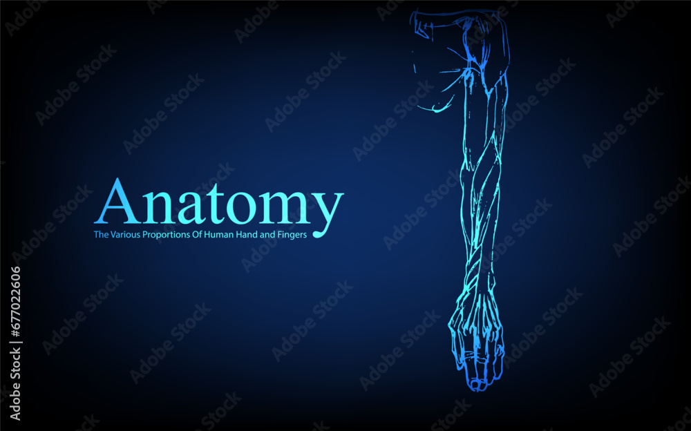 Human anatomy in front on x ray view. Anatomy human body connection ...