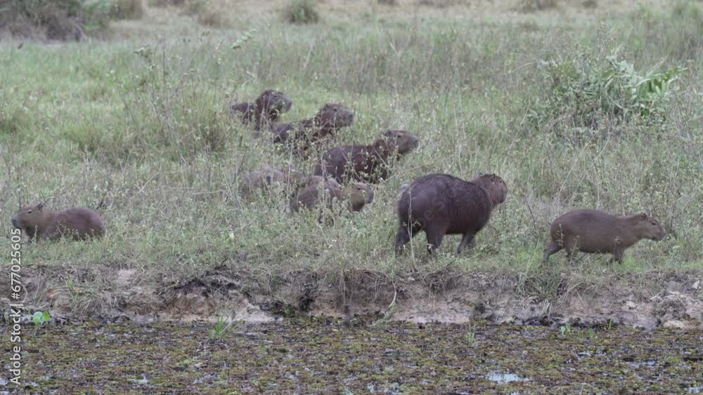 family of greater capybara, Hydrochoerus hydrochaeris, is the largest ...