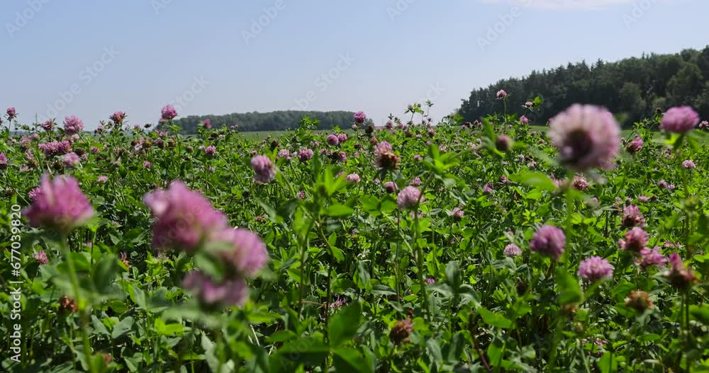 blooming clover growing in the field, a field with clover for feeding ...