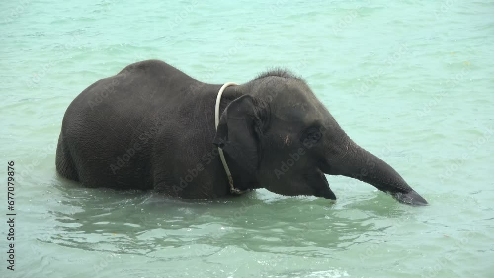 Static view of young Asian elephant in the sea they are the largest ...