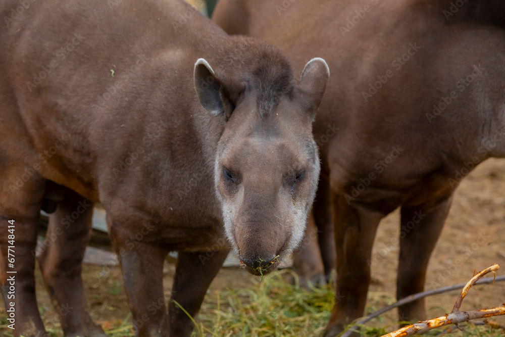 South American tapir (Tapirus terrestris) , also called the Brazilian ...