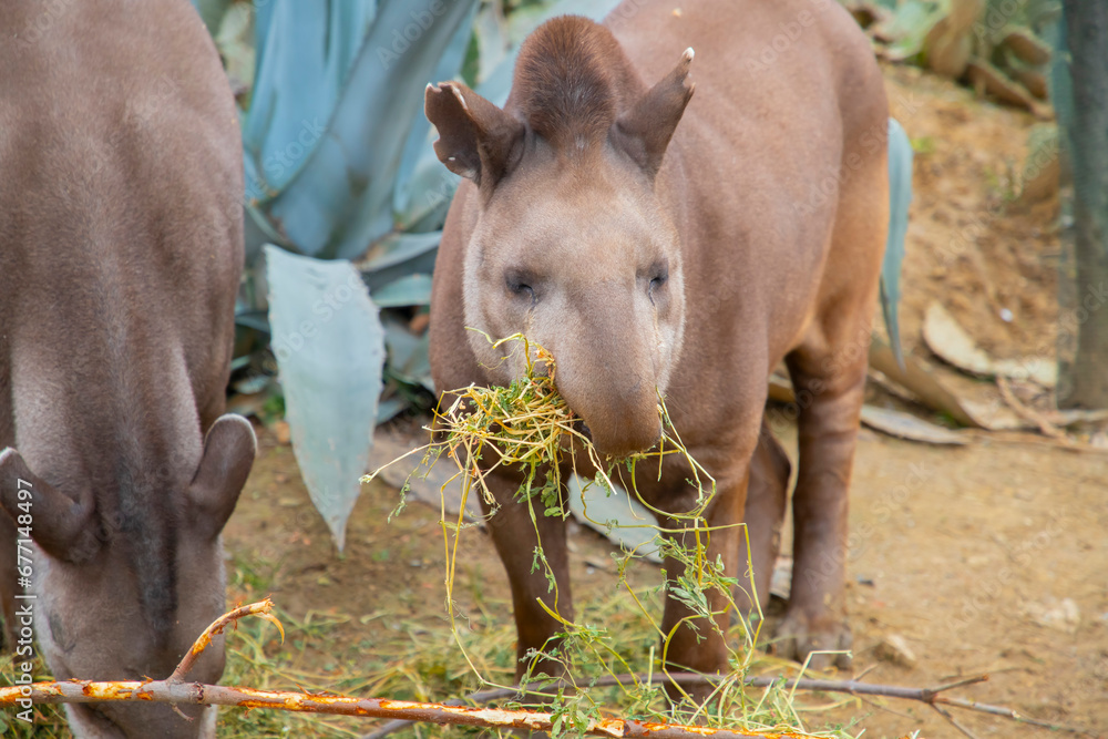 South American tapir (Tapirus terrestris) , also called the Brazilian ...