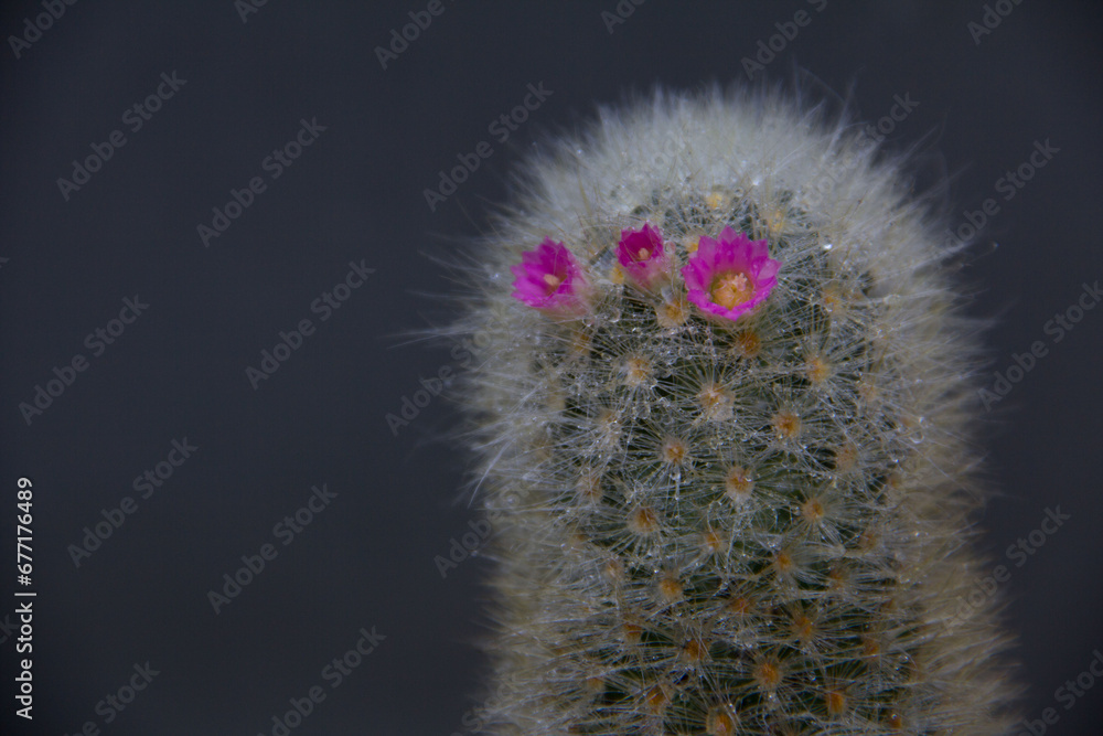 Lady Finger cactus (Mammillaria elongata) has stubby columnar stems ...