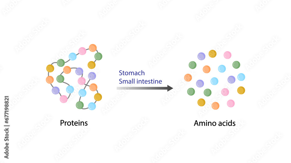 Nutrients, proteins. Digestive and absorption sites. Building units ...