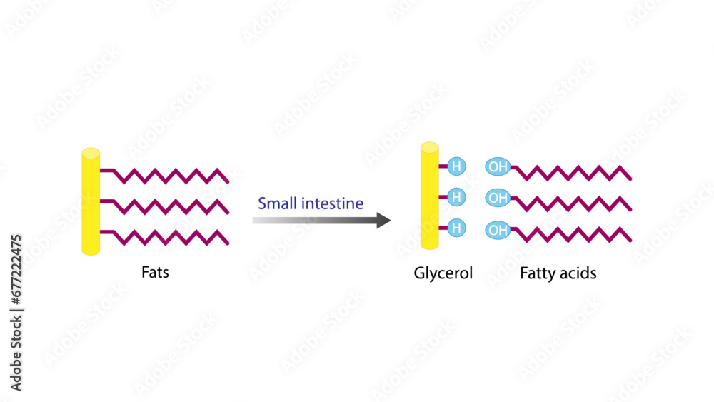 Nutrients, lipids. Digestive and absorption sites. Building units ...