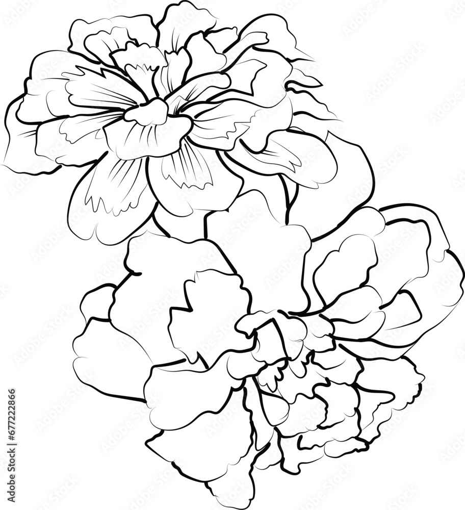 October birth flower, October marigold flower tattoo drawing marigold ...