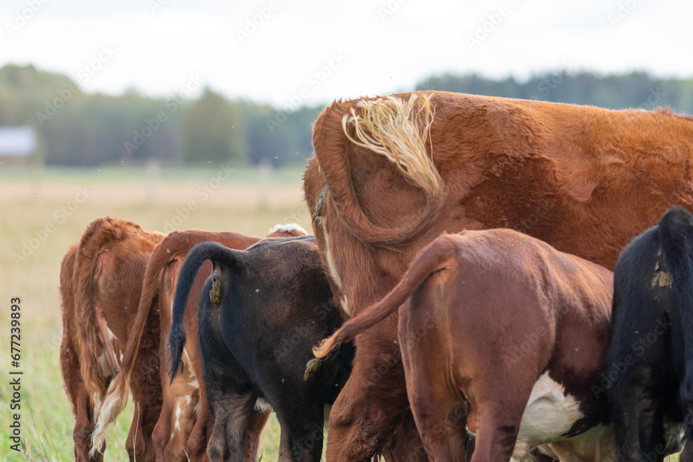 Close up photo of cow butts. Dark-brown cow pooping on the field. The ...