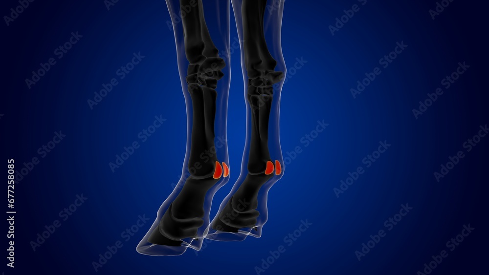 proximal sesamoid bone horse skeleton anatomy for medical concept 3D ...