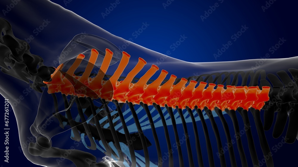 thoracic vertebrae horse skeleton anatomy for medical concept 3D ...