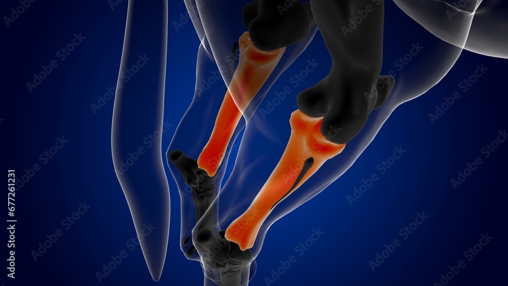 Tibia bone horse skeleton anatomy for medical concept 3D Illustration ...