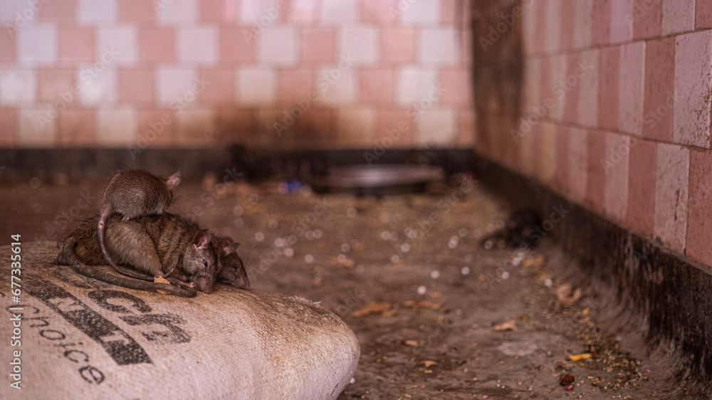 Karni Mata Temple - Rat Temple India - Bikaner Mouse Stock Photo ...