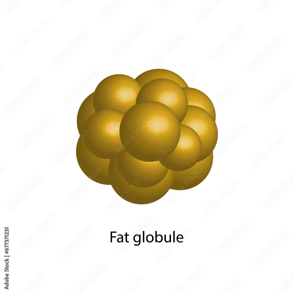 Lipid emulsification, Fat globule, Lipid droplets, Lipid Digestion ...
