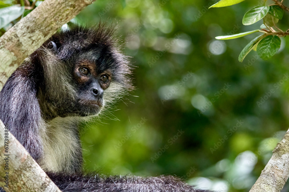 Geoffrey s spider monkey at Tikal National Park in Guatamala Stock ...
