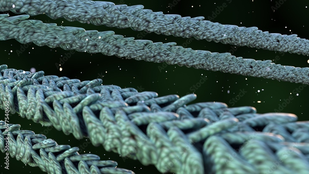 The actin cytoskeleton is essential for maintaining the shape and ...
