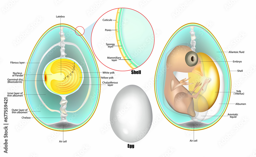 Structure Of Egg. Anatomy of a bird embryo. Chicken Egg Development ...