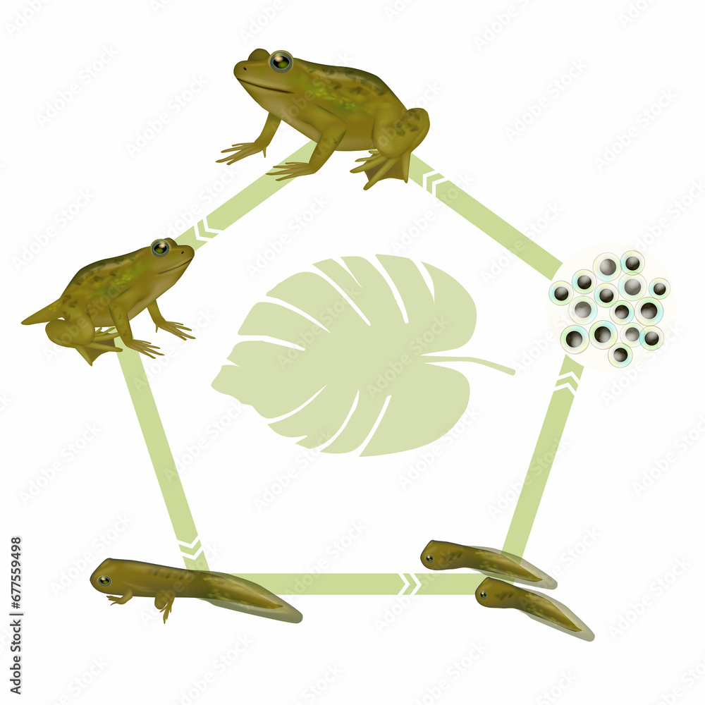 Life cycle of a frog. Froglet, Frog,Tadpole with legs, Tadpole, Embryo ...