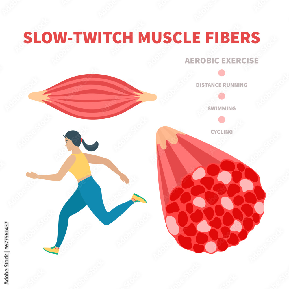 Slow twitch red muscle fiber type. Human skeletal muscular tissue ...