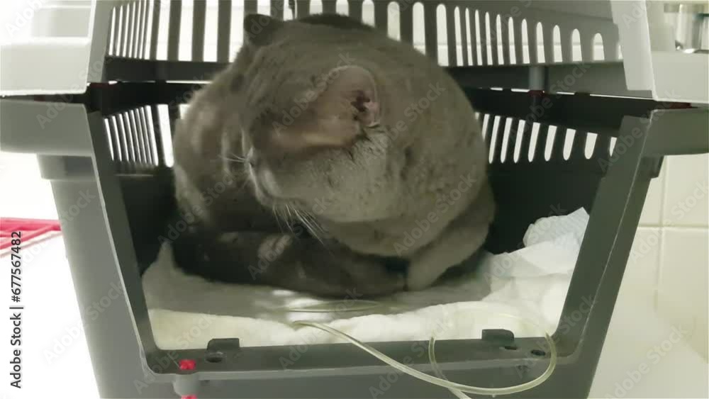 Cat With An Intravenous Infusion Drip. Sick cat on a iv drip in ...