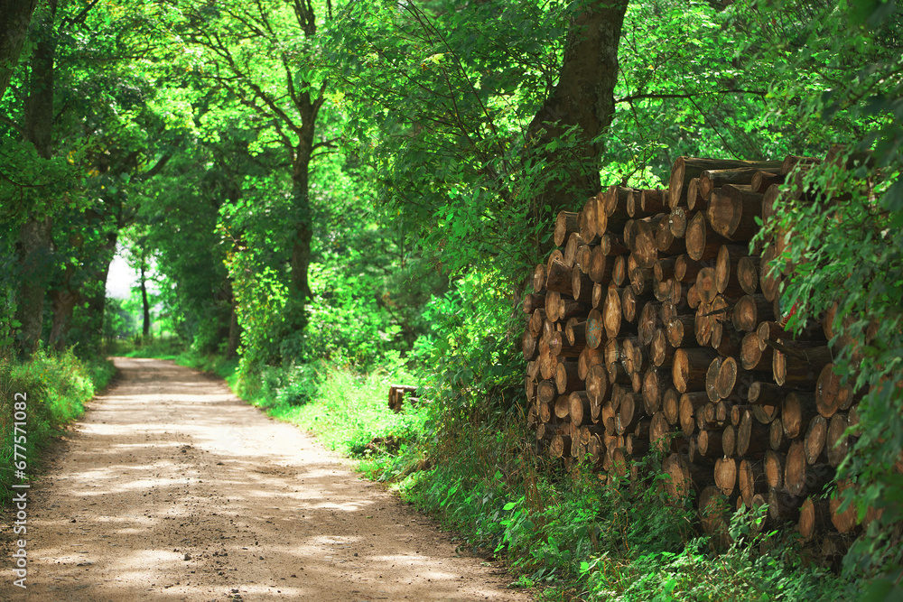 Wooden logs of pine wood in the forest, stacked in a pile. Freshly ...
