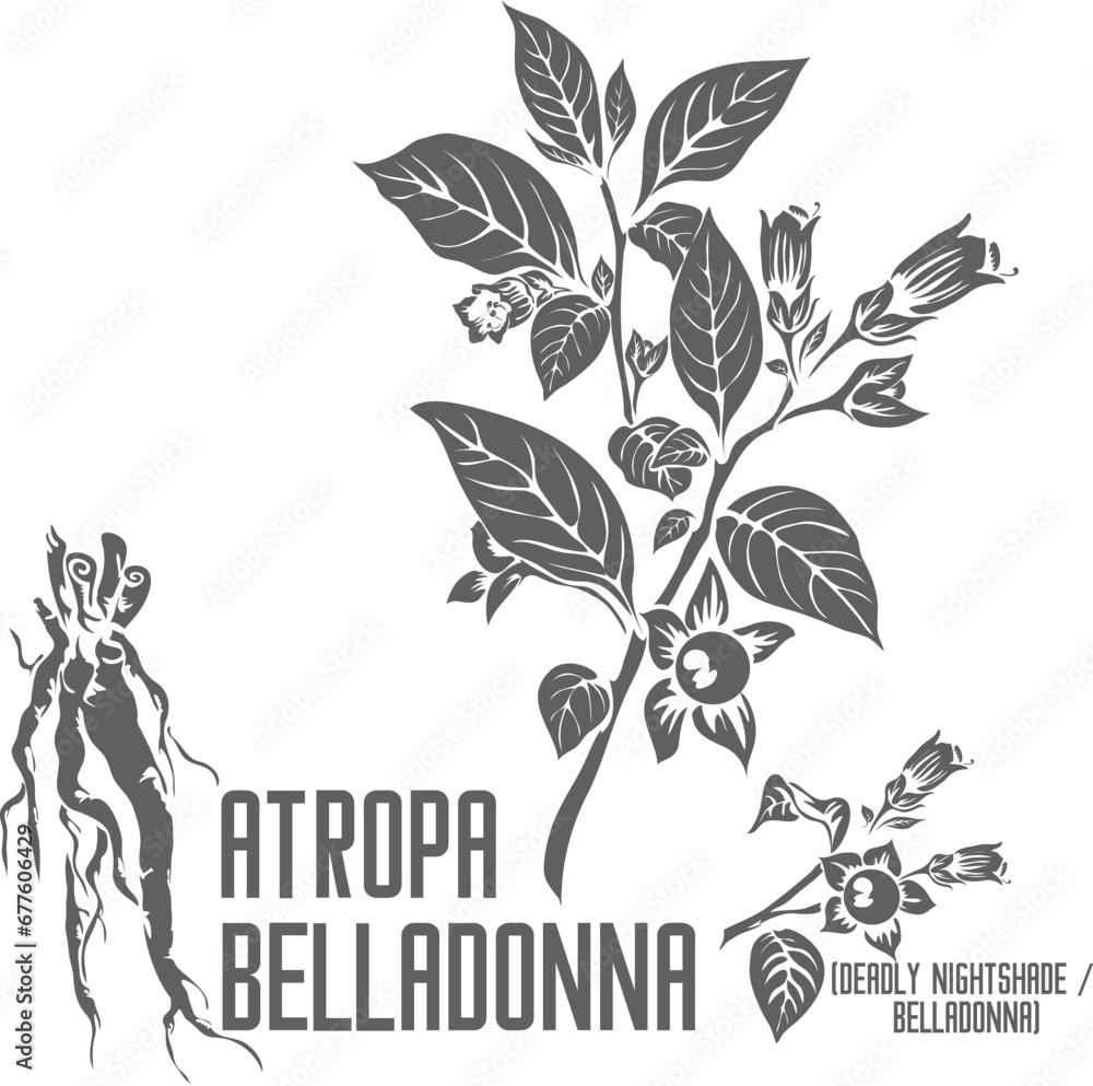 Deadly nightshade vector silhouette. Medicinal Atropa belladonna plant ...