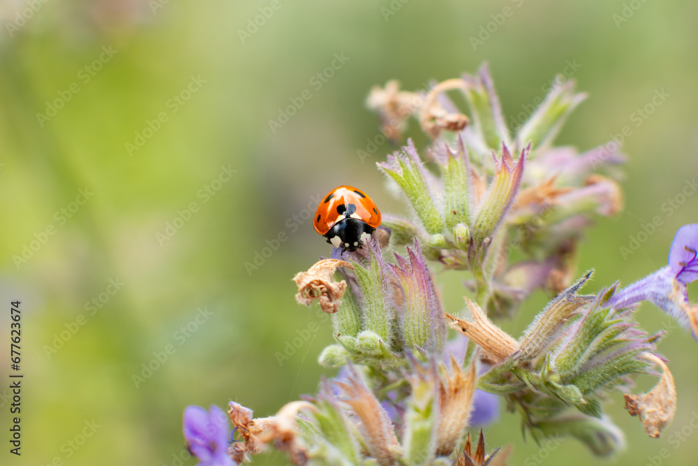 Ladybug (Coccinellidae) on a purple flower in the nature. The insect is ...