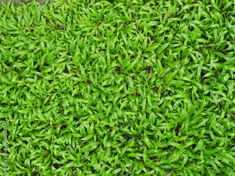 Nuan Noi Grass or Manila Grass, bright green, popularly planted in ...