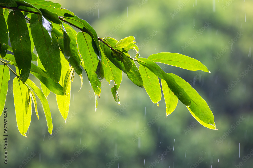 raining shower drop on leaf tree, close up of rainfall in jungle,Heavy Rain Falling on Tree ...