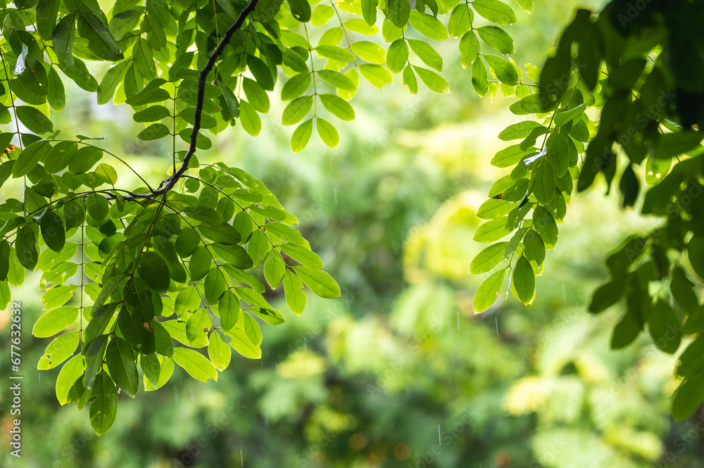 raining shower drop on leaf tree, close up of rainfall in jungle,Heavy ...