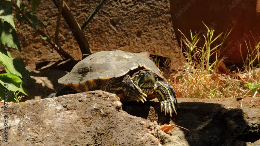 Turtles are scaly, four-legged animals that belong to the reptile group ...